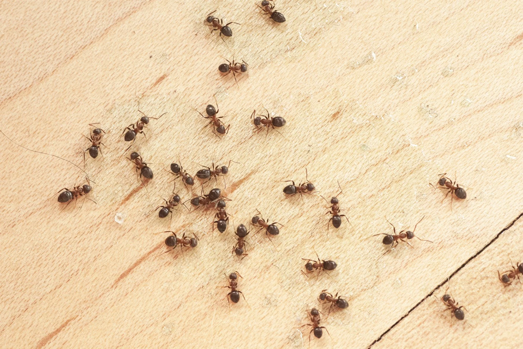 Understanding Ant Infestations and Effective Extermination Solutions in ...